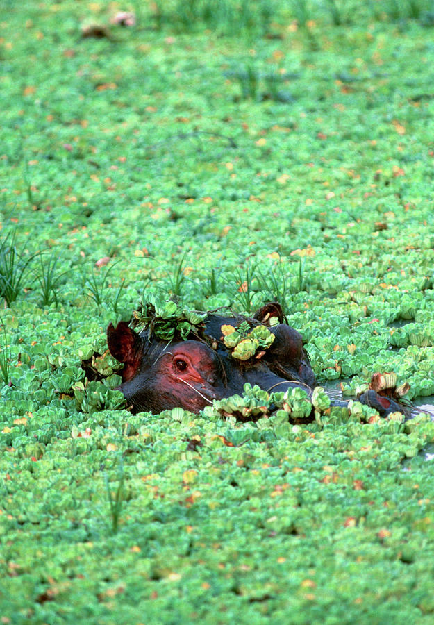 Hippopotamus Under Weeds by William Ervin / Science Photo Library