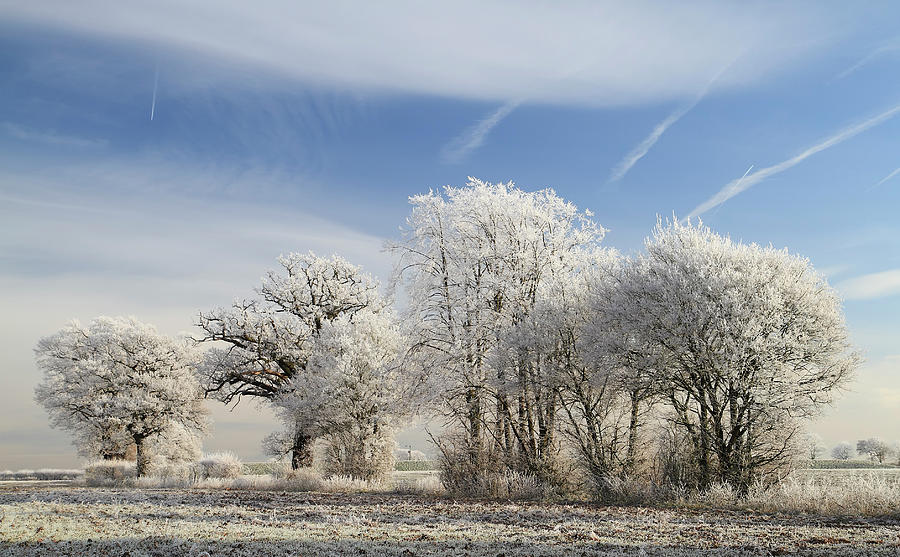 Hoar Frost On Trees In Winter by A Jackie Bale