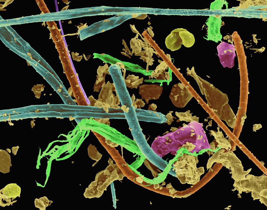 House Dust by Dennis Kunkel Microscopy / Science Photo Library