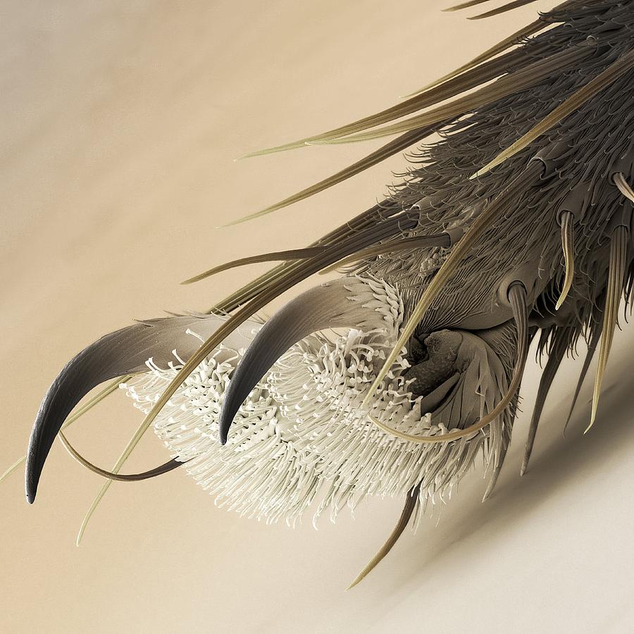 Housefly Foot, Sem by Power And Syred / Science Photo Library