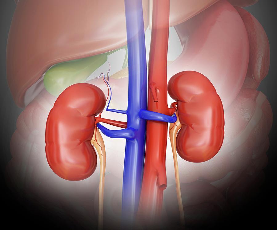 Human Kidneys by Pixologicstudio / Science Photo Library