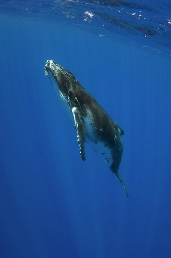 Humpback Whale Calf by Jason Isley / Scubazoo / Science Photo Library