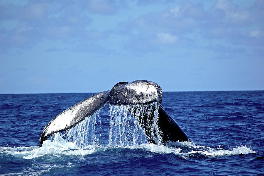 Humpback Whale Tail Slapping by Sallyrango