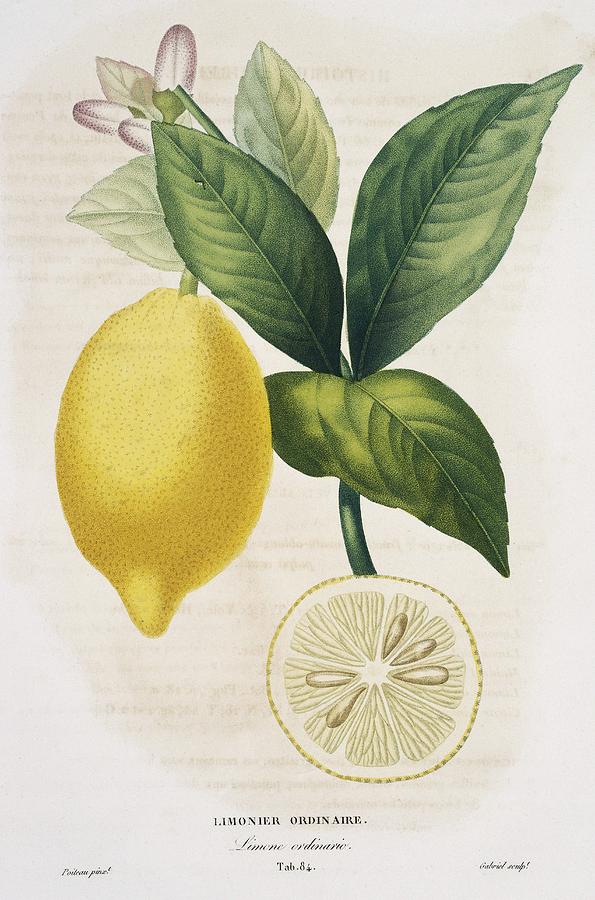 Lemon Tree Citrus Limon by "Natural History Museum, London / Science ...