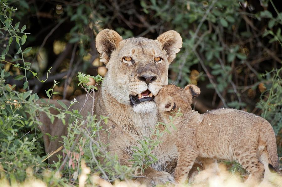 Lioness With Her Cub by Dr P. Marazzi / Science Photo Library