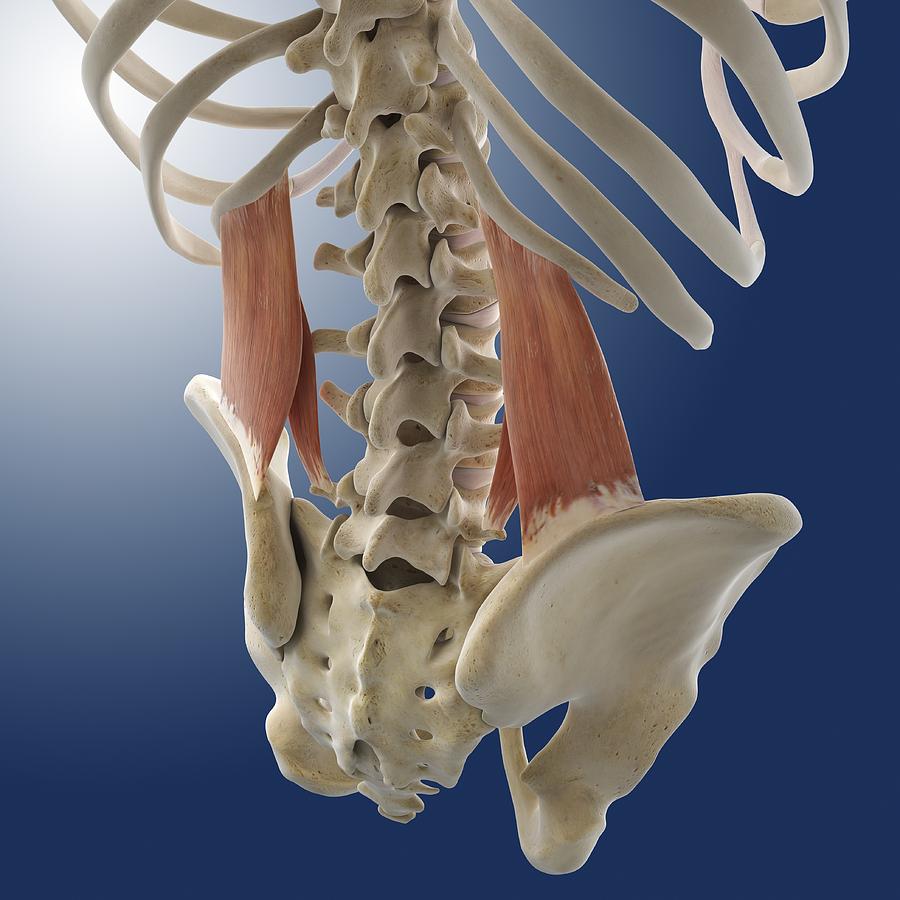 Lower back muscles, artwork by Springer Medizin / Science Photo Library