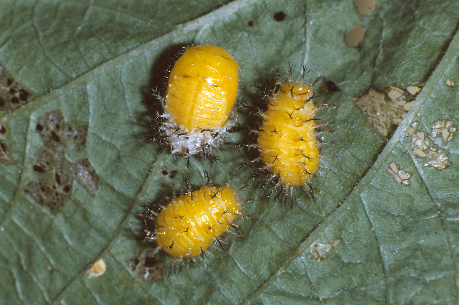 Mexican Bean Beetle Larvae by Harry Rogers