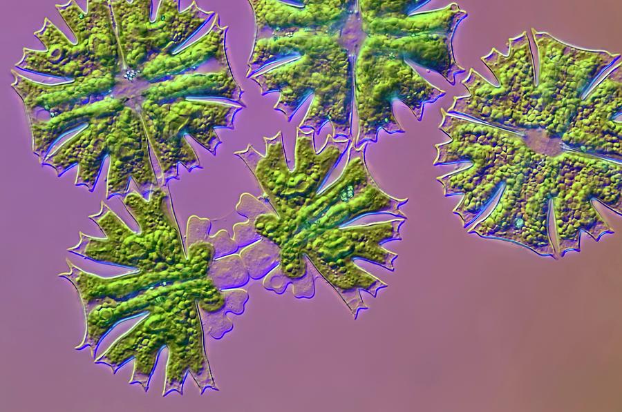 Micrasterias Desmids Dividing by Frank Fox / Science Photo Library