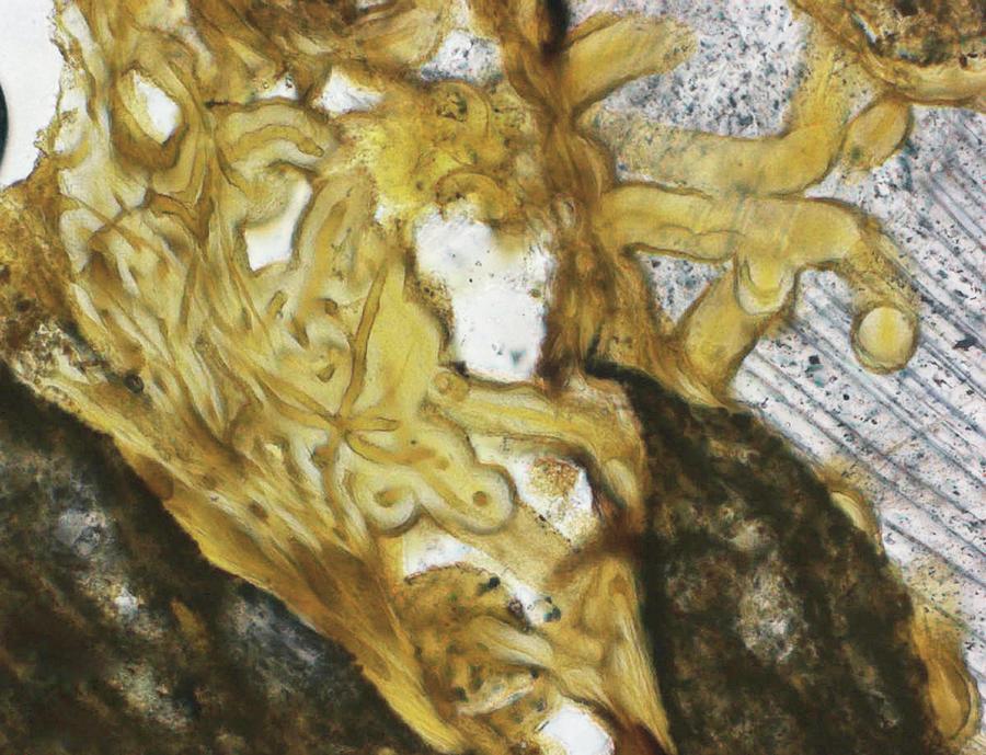 Microfossils In Volcanic Rock by Jorn Peckmann / Science Photo Library
