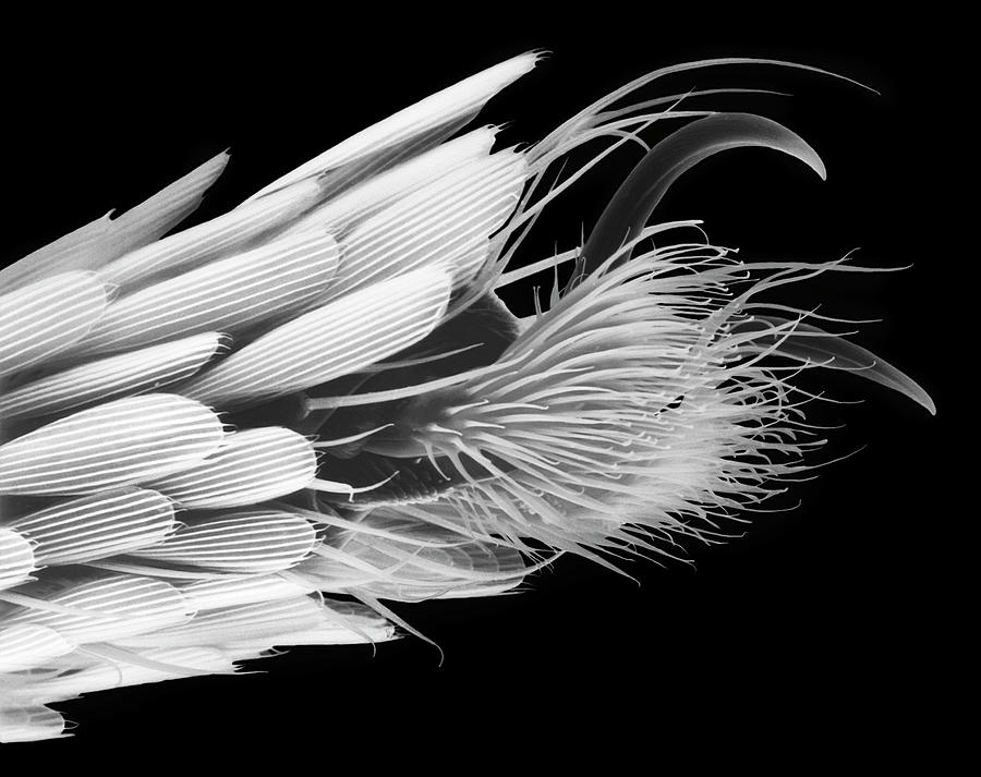 Mosquito Tarsus And Claw by Dennis Kunkel Microscopy / Science Photo ...