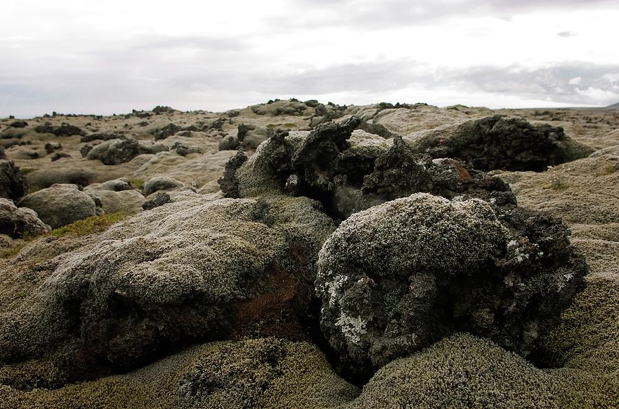 Mossy Lava Field by Thomas Fredberg / Science Photo Library