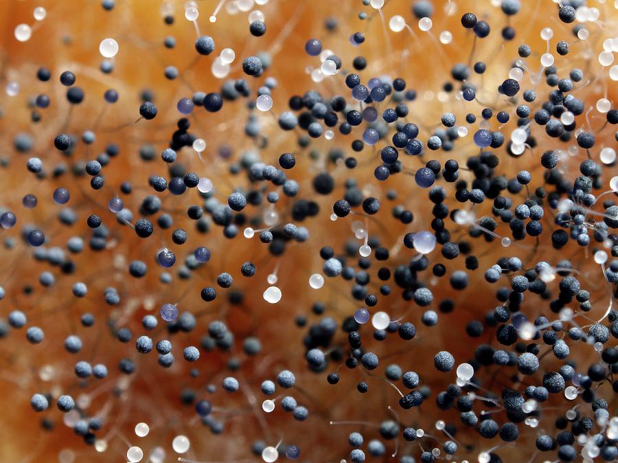 Mouldy Pumpkin by Dr Jeremy Burgess / Science Photo Library