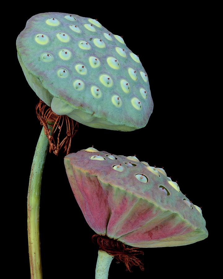 Nelumbo Nucifera by Christopher Beane