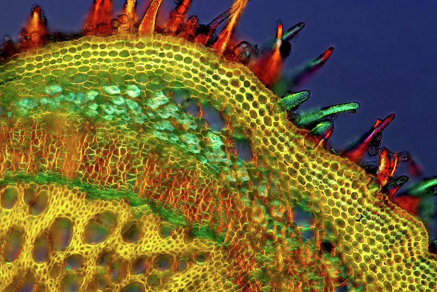 Nettle Stem by Marek Mis / Science Photo Library