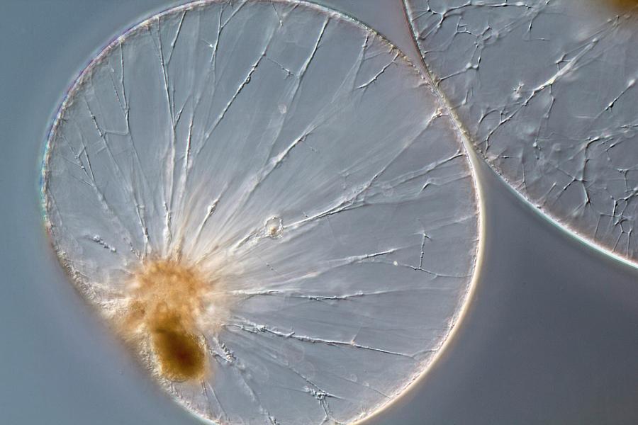 Noctiluca Scintillans by Gerd Guenther / Science Photo Library