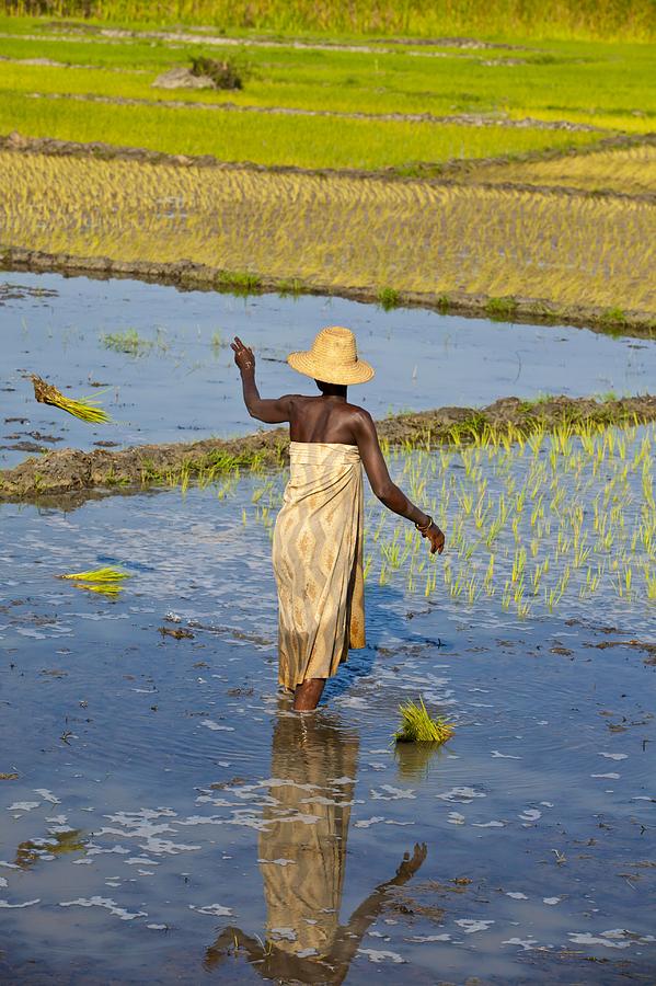 Paddy field, Madagascar by Peter J. Raymond / Science Photo Library