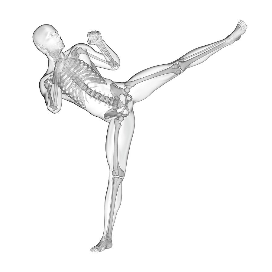 Person Kick Boxing by 3Dmedisphere / Science Photo Library
