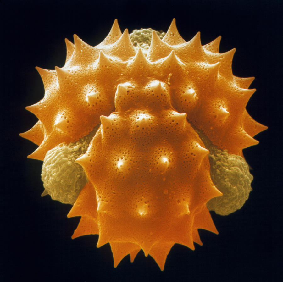 Pollen Grain Of A German Chamomile Flower by Power And Syred / Science ...