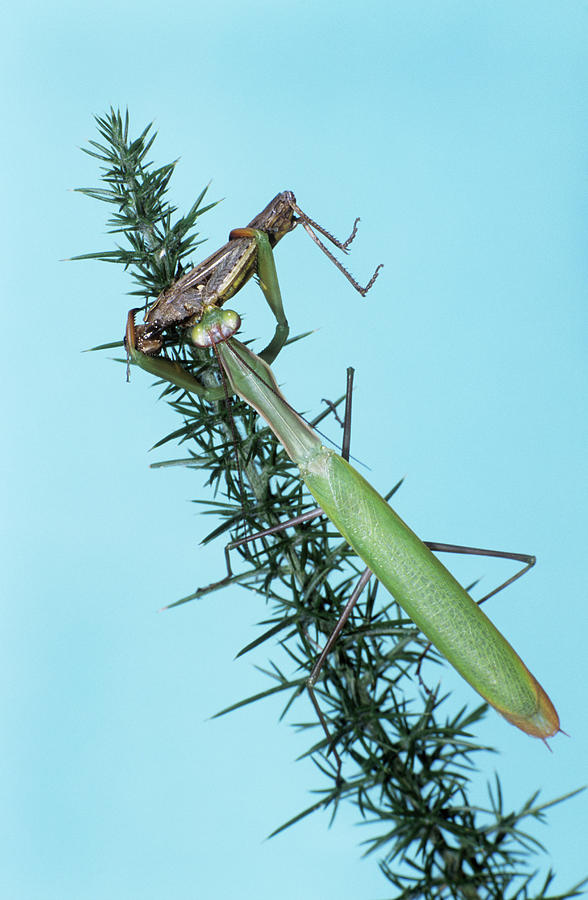 Praying Mantis Feeding by M F Merlet / Science Photo Library