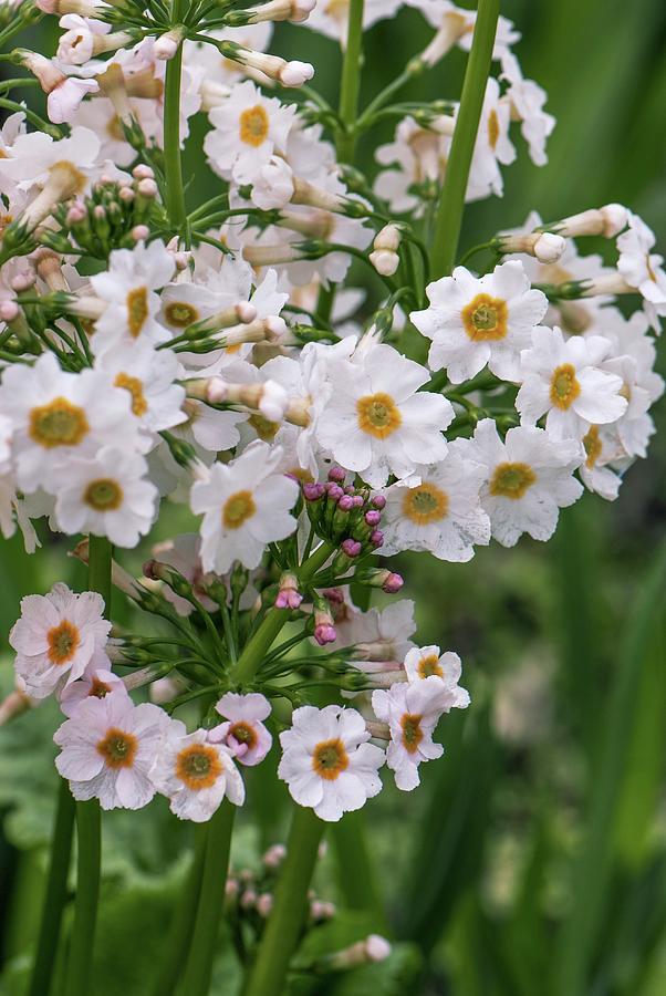 Primula Japonica 'postford White' In Flower by Adrian Thomas / Science ...