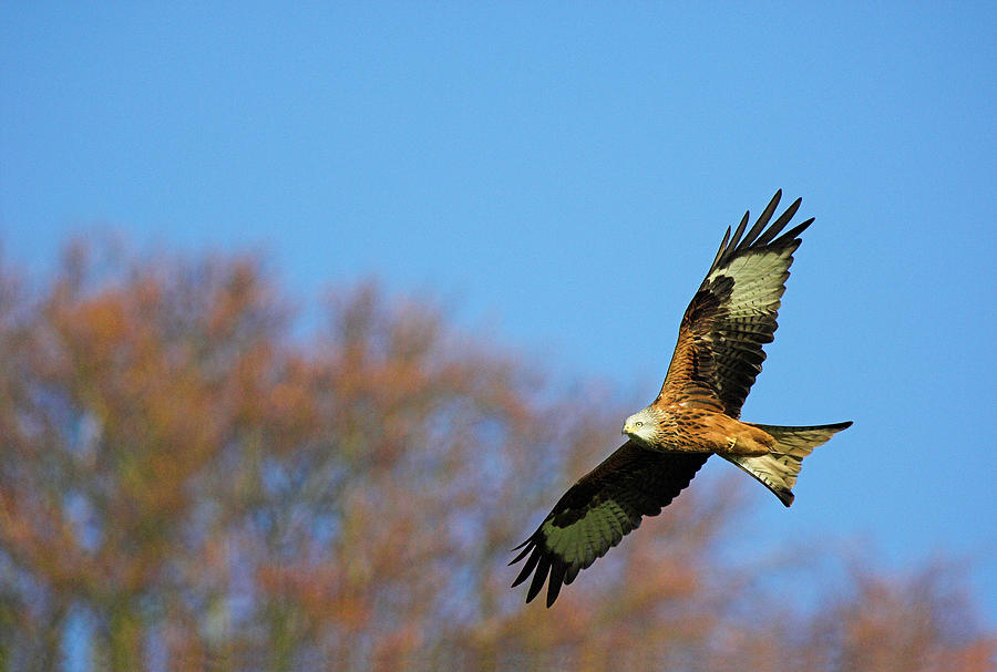 Red Kite by Duncan Shaw / Science Photo Library