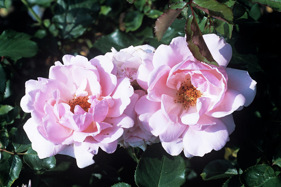 Rose 'valentine Heart' Flowers by Adrian Thomas / Science Photo Library