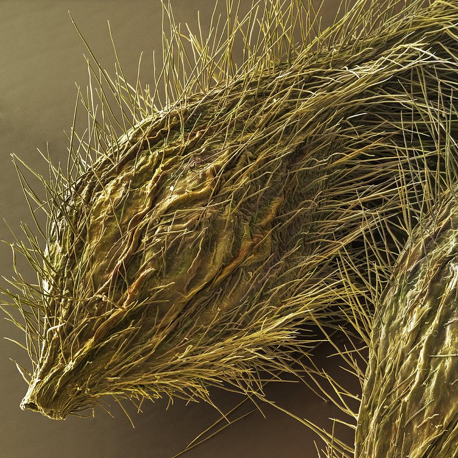 Seed Of Old Man's Beard, Sem by Power And Syred / Science Photo Library