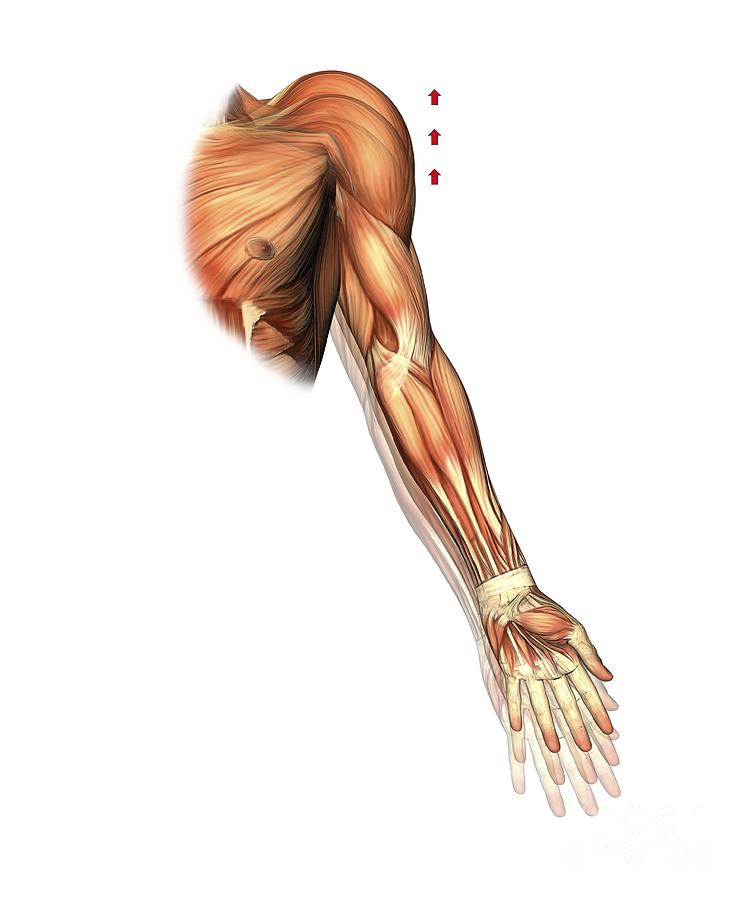 Shoulder And Arm Movement, Artwork by D and L Graphics / Science Photo ...