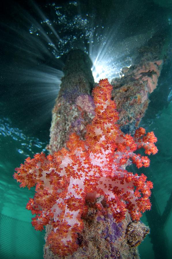 Soft Coral by Scubazoo / Science Photo Library