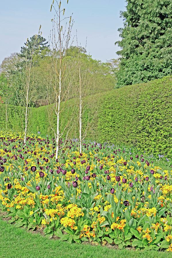 Spring Flower Bed by Anthony Cooper / Science Photo Library