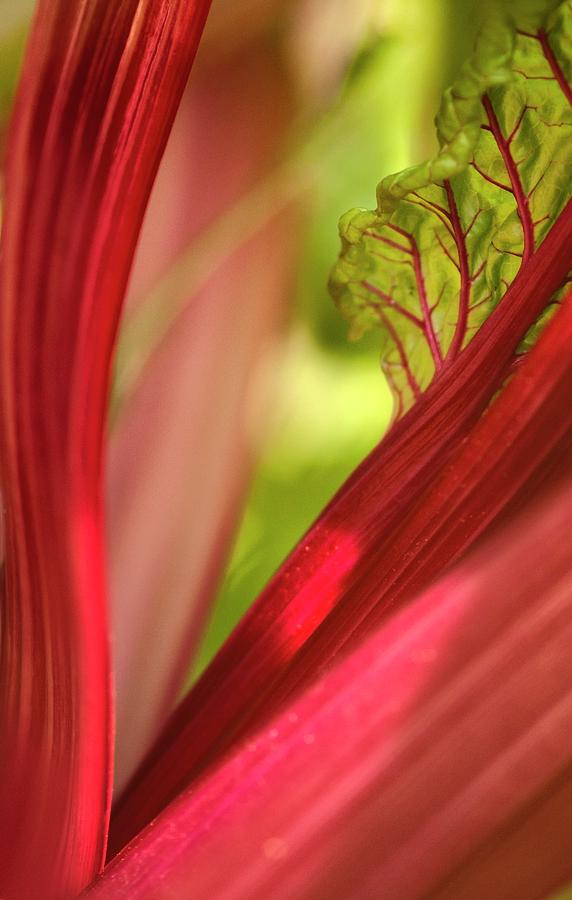 Swiss Chard (beta Vulgaris) Stalks by Maria Mosolova / Science Photo ...