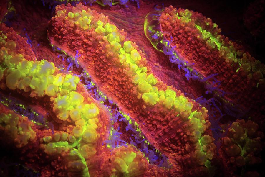 Symphyllia Hard Coral Fluorescing At Night by Louise Murray / Science ...