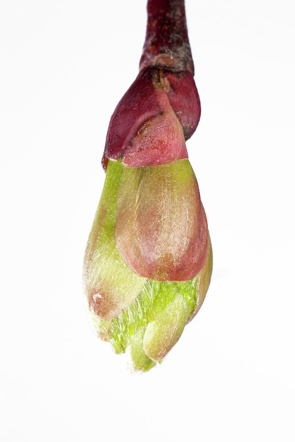 Tilia Platyphyllos Leaf Bud Opening by Pascal Goetgheluck / Science ...