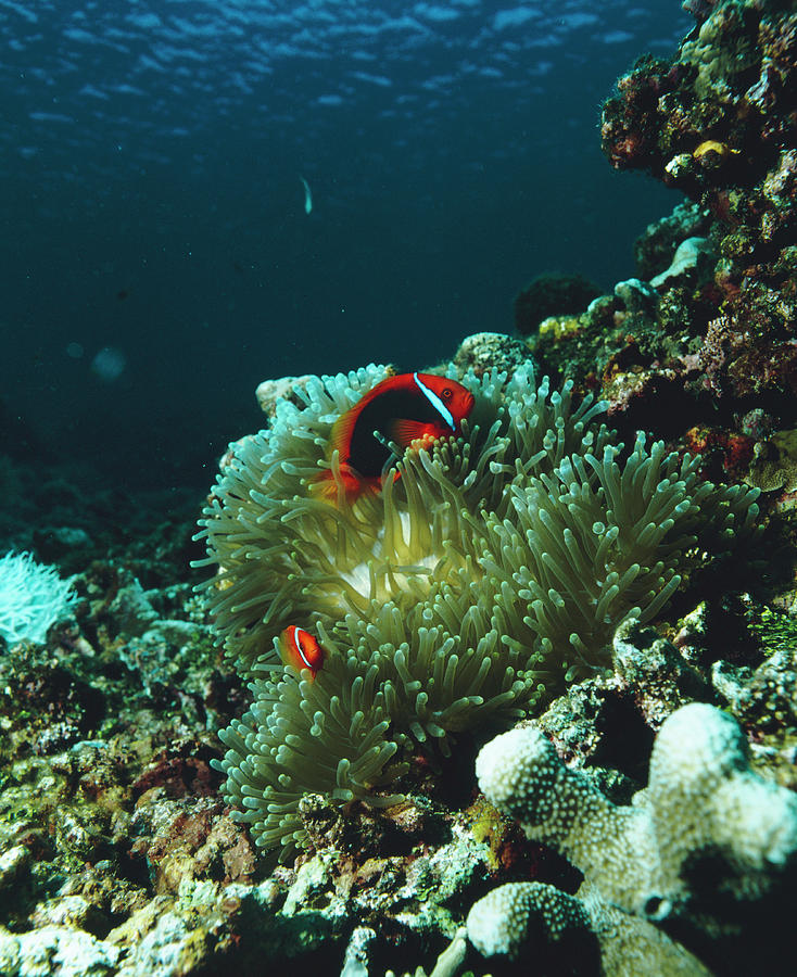 Tomato Anemonefish by Peter Scoones / Science Photo Library