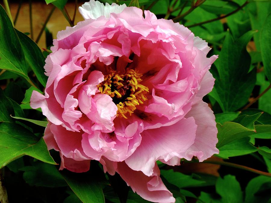Tree Peony (paeonia 'rou Fu Rong') by Ian Gowland / Science Photo Library