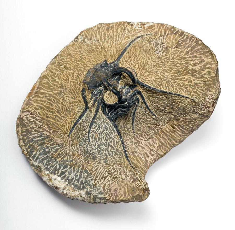 Trilobite Fossil by Pascal Goetgheluck / Science Photo Library