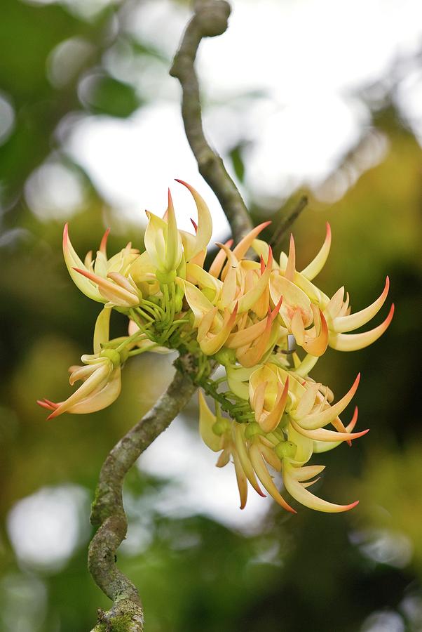 Tropical Creeper by Philippe Psaila / Science Photo Library