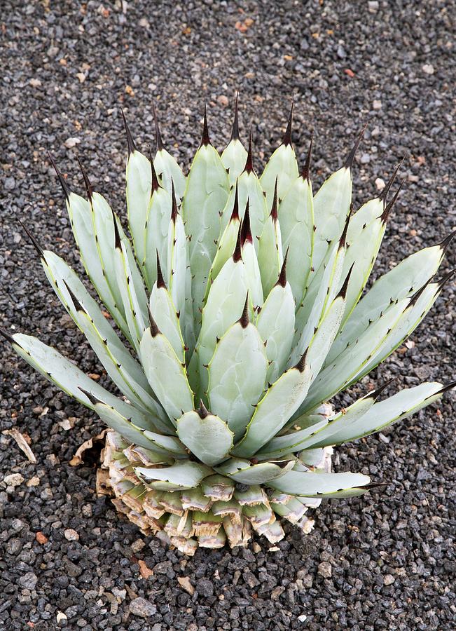 Twin-flowered Agave (agave Geminiflora) by Bob Gibbons / Science Photo ...