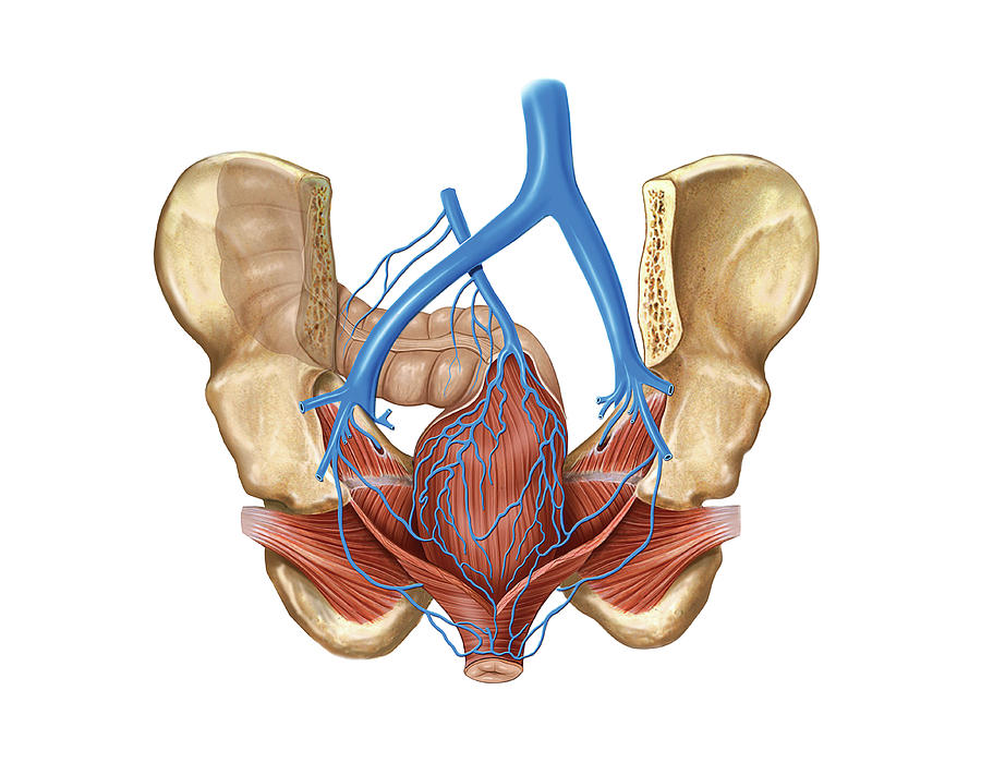 Venous System Of The Pelvis by Asklepios Medical Atlas / Science Photo ...