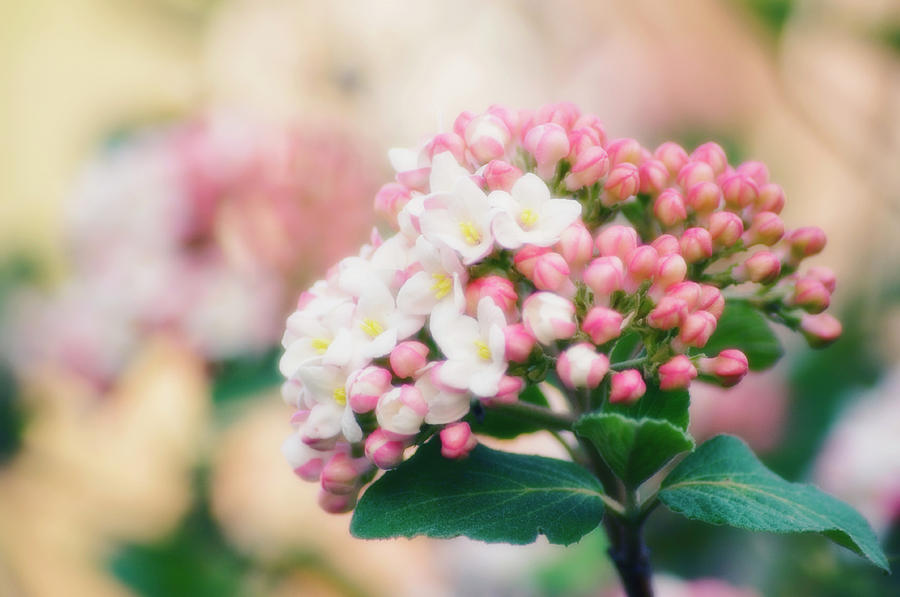 Viburnam Flowers (viburnum Hybrid) by Maria Mosolova / Science Photo ...