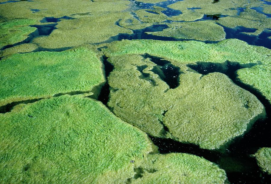 View Of Water Filtration Bed Showing Mats Of Algae by Dr Jeremy Burgess ...