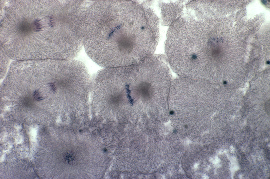 Blastula Cell Under Microscope