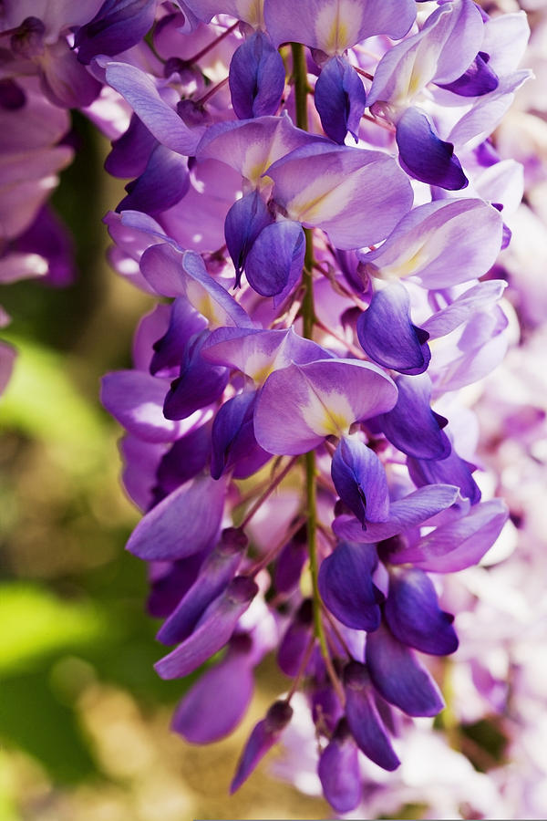 Wisteria Flowers by Power And Syred / Science Photo Library