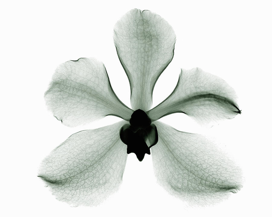 X-ray Image Of Orchid Flower by Cultura Rm Exclusive/photobertmyers