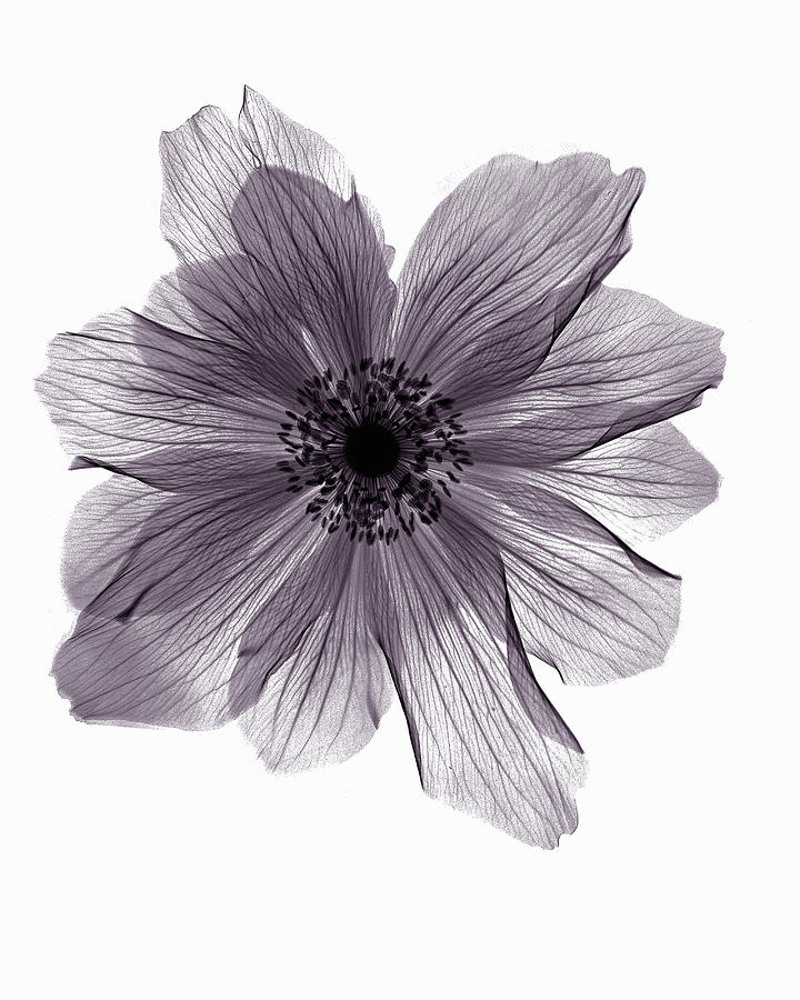 X-ray Image Of Ranunculus Flower by Cultura Rm Exclusive/photobertmyers