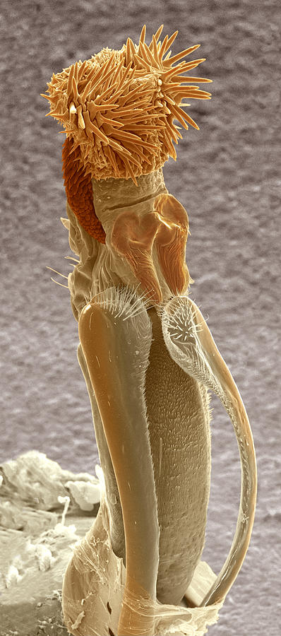 Weevil Penis #1 by Power And Syred / Science Photo Library