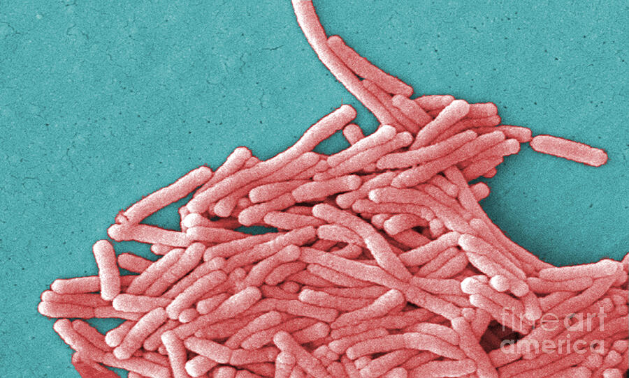 Legionella Pneumophila Bacteria, Cause of Legionnaire's Disease, Under ...