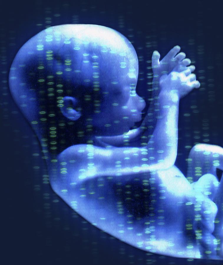 Designer Baby, Conceptual Artwork #3 by Hannah Gal / Science Photo Library
