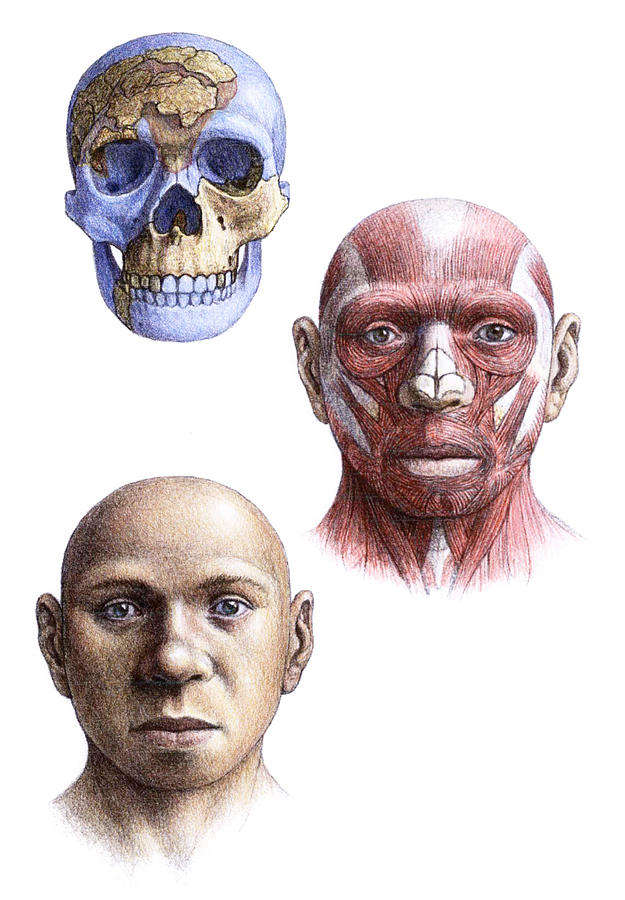 Homo Antecessor #6 by Mauricio Anton / Science Photo Library