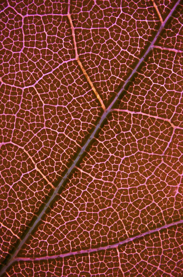 American Oak Leaf, Light Micrograph by Jerzy Gubernator / Science Photo ...